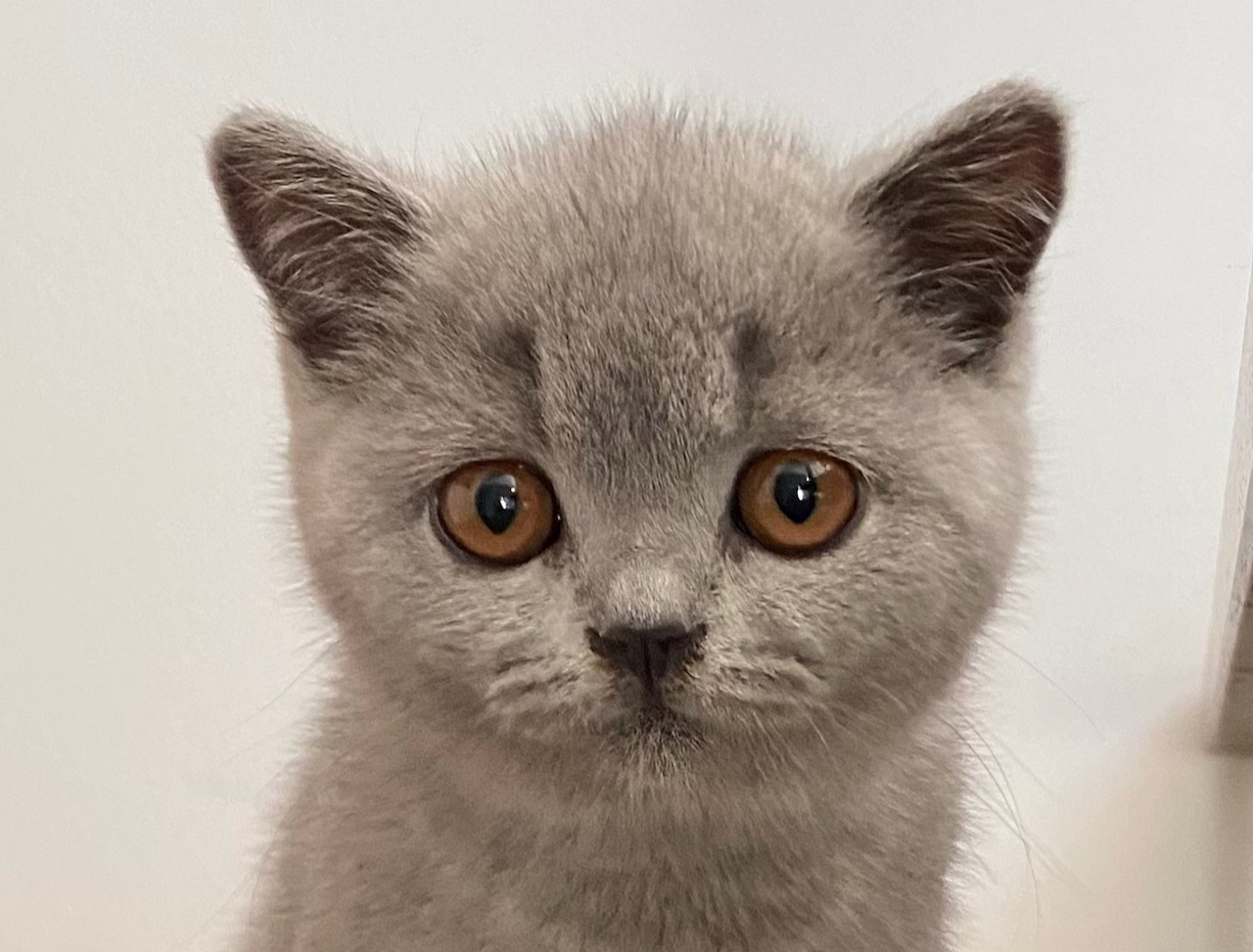 Y4 YIYU MÍA DOS AGUAS * British dos aguas